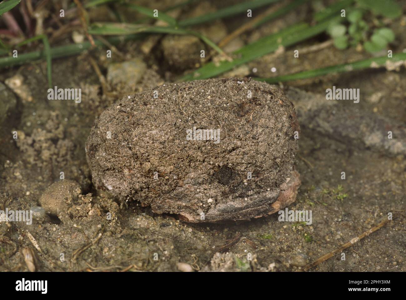 Lemonia dumi (Lemonia dumi), pupa on the ground, side view, Germany ...