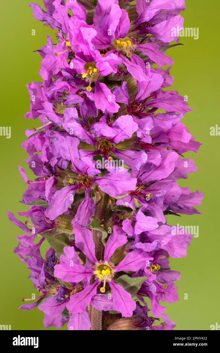 purple loosestrife, spiked loosestrife (Lythrum salicaria), flowers ...