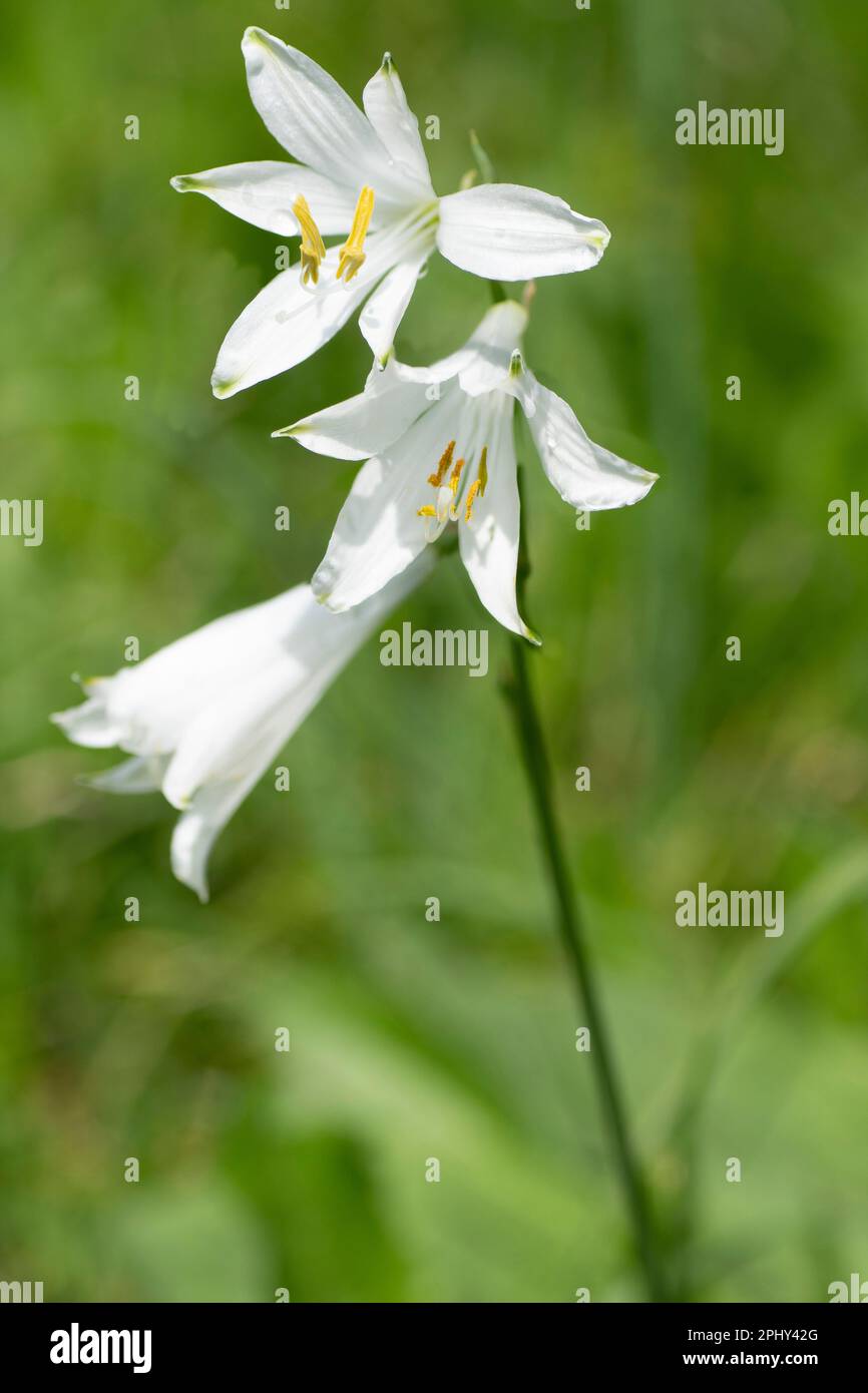 St. Bruno's Lily (Paradisea liliastrum, Paradisia liliastrum), flowers ...