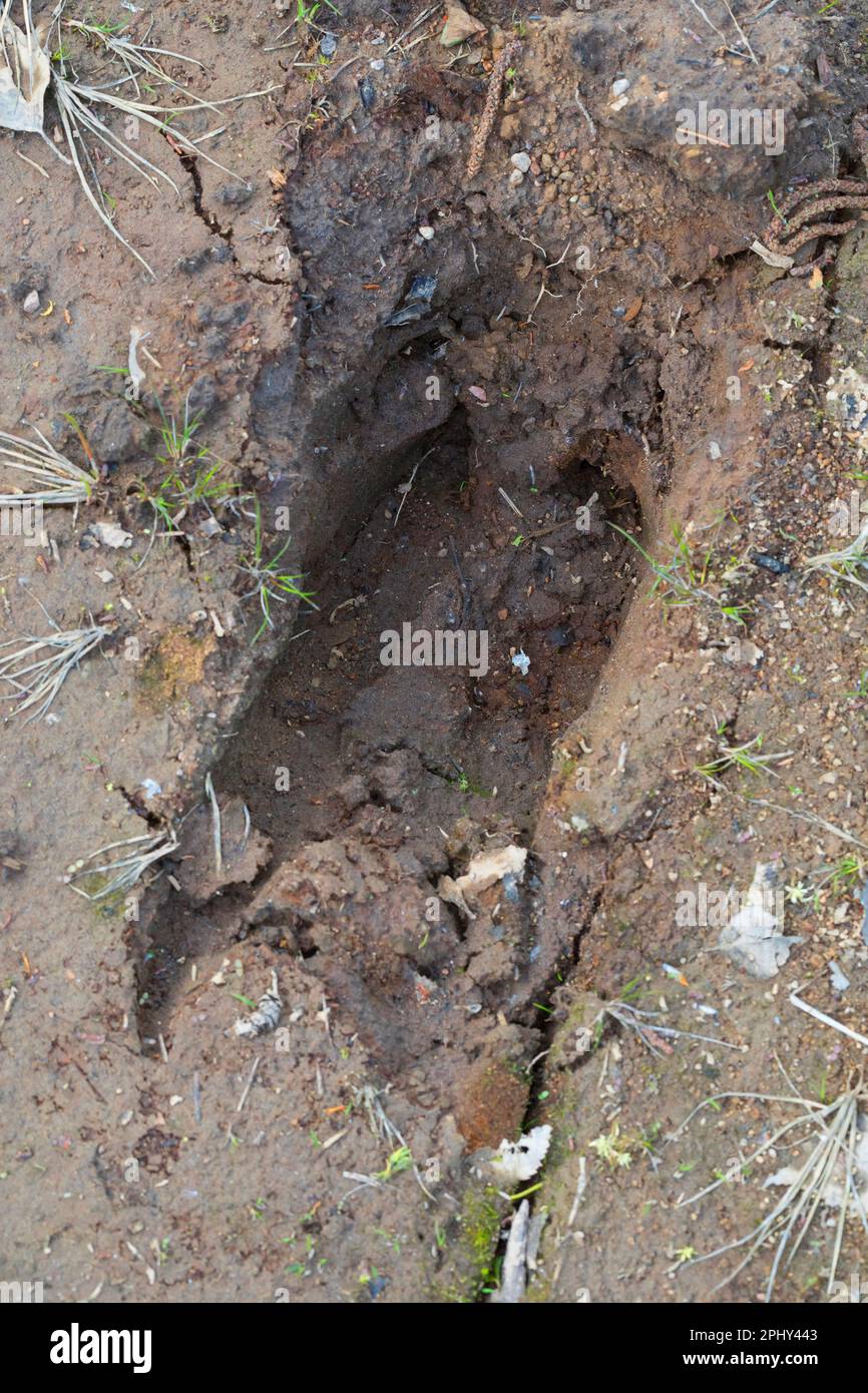 elk, European moose (Alces alces alces), footprint in mud, Scandinavia ...