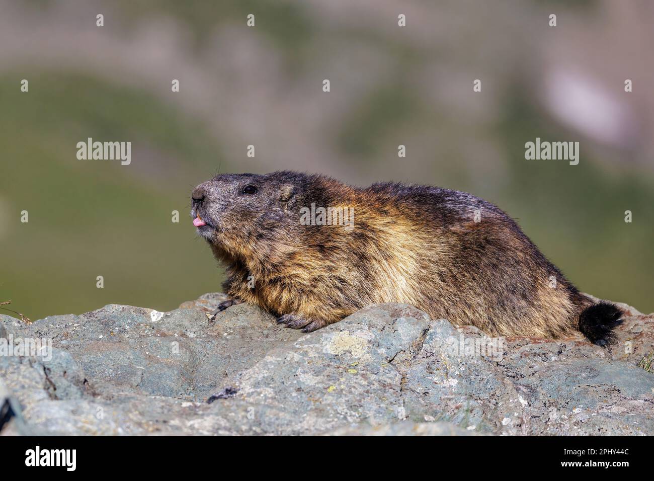 alpine marmot (Marmota marmota), sticking tongue out, Austria ...