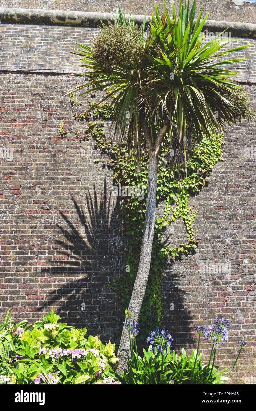 Green foliage along Brighton beach Stock Photo - Alamy