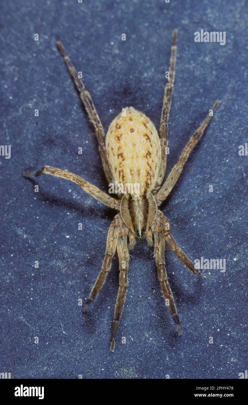 prowling spider (Zora spinimana), on a stone, dorsal view Stock Photo ...