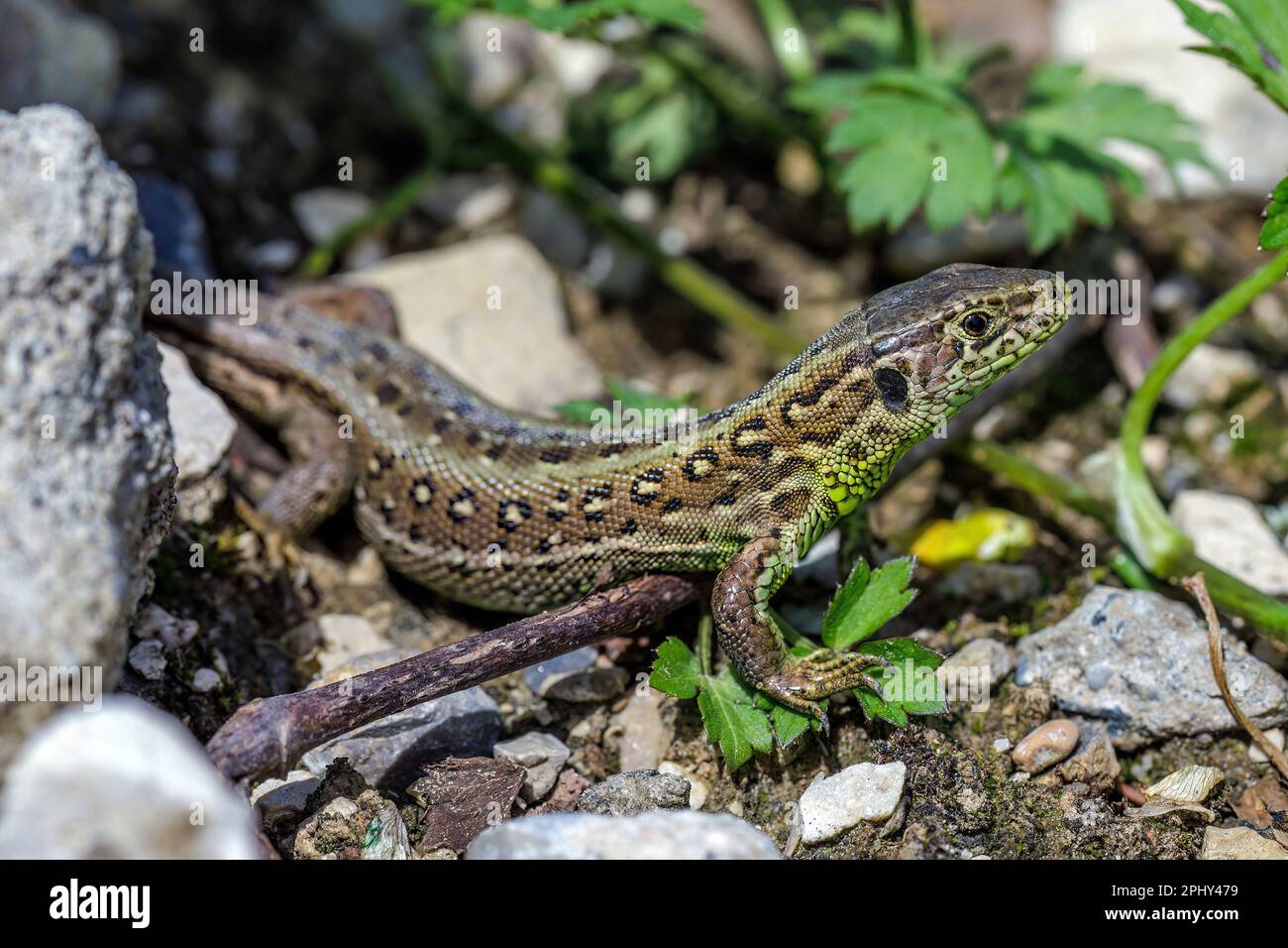 sand lizard (Lacerta agilis), female on the ground, side view, Germany ...