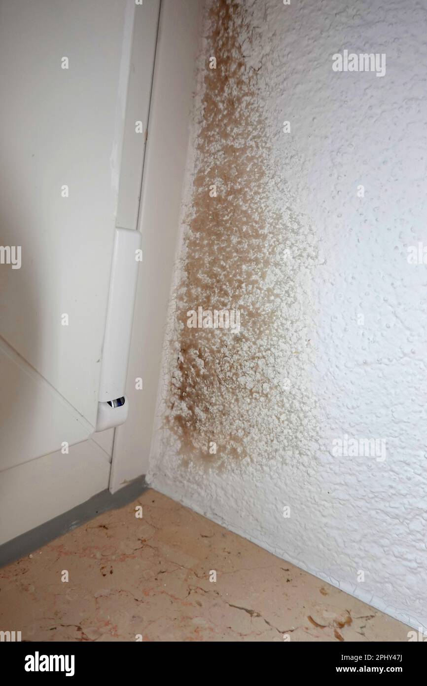 mould on a cold bridge next to the window, Germany Stock Photo - Alamy