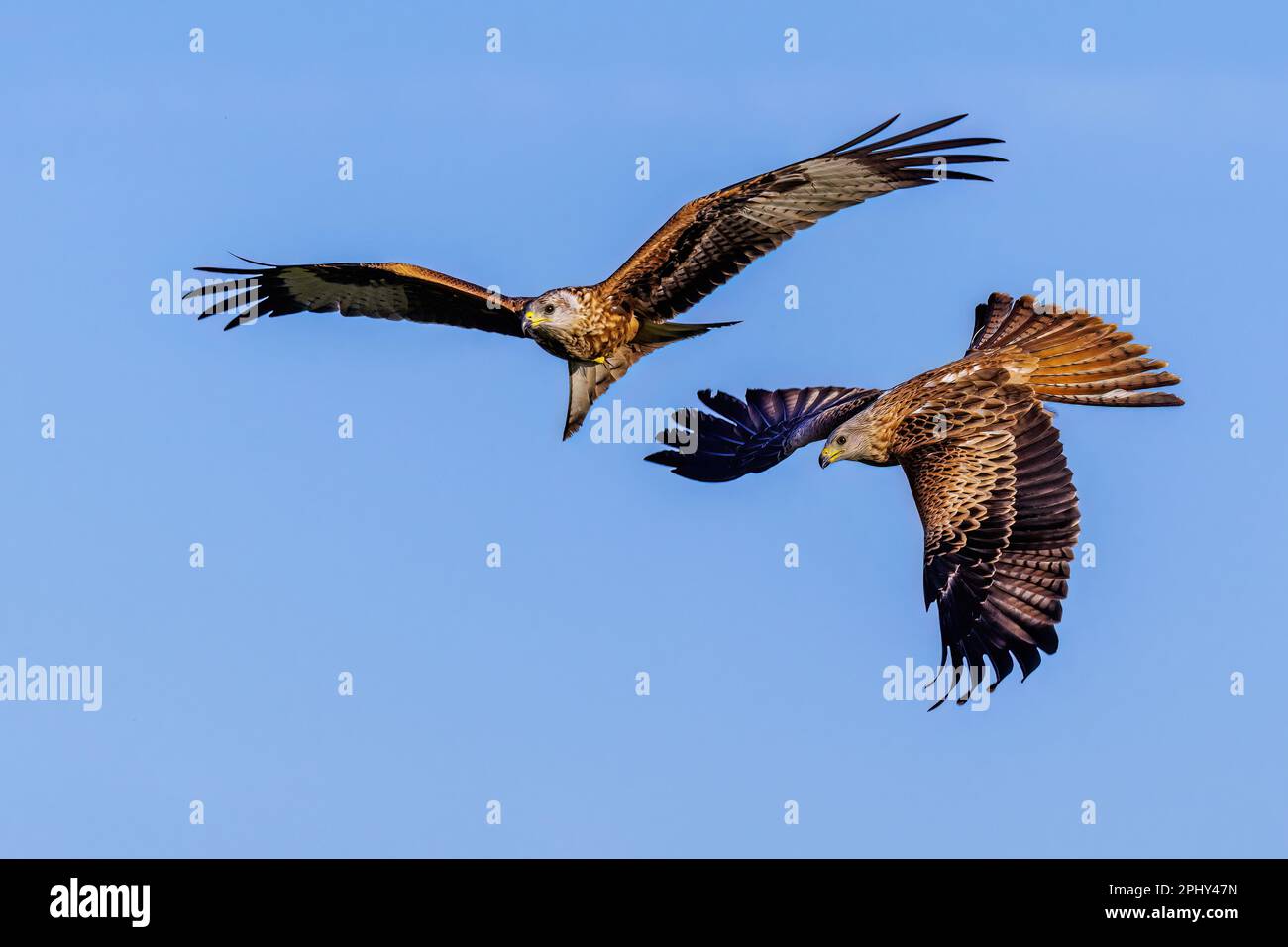 red kite (Milvus milvus), two red kites in flight, Germany, Baden ...