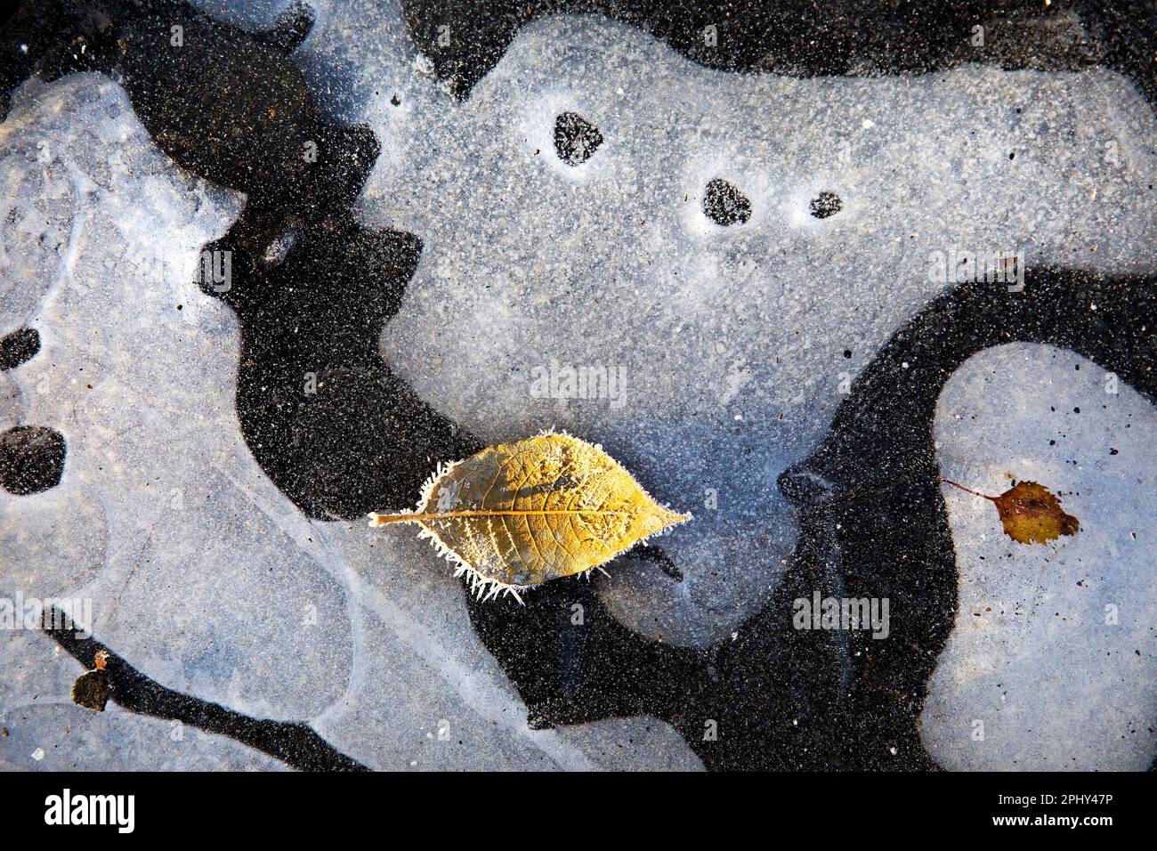 Leaf with ice crystals on ice with air inclusions, Germany Stock Photo ...