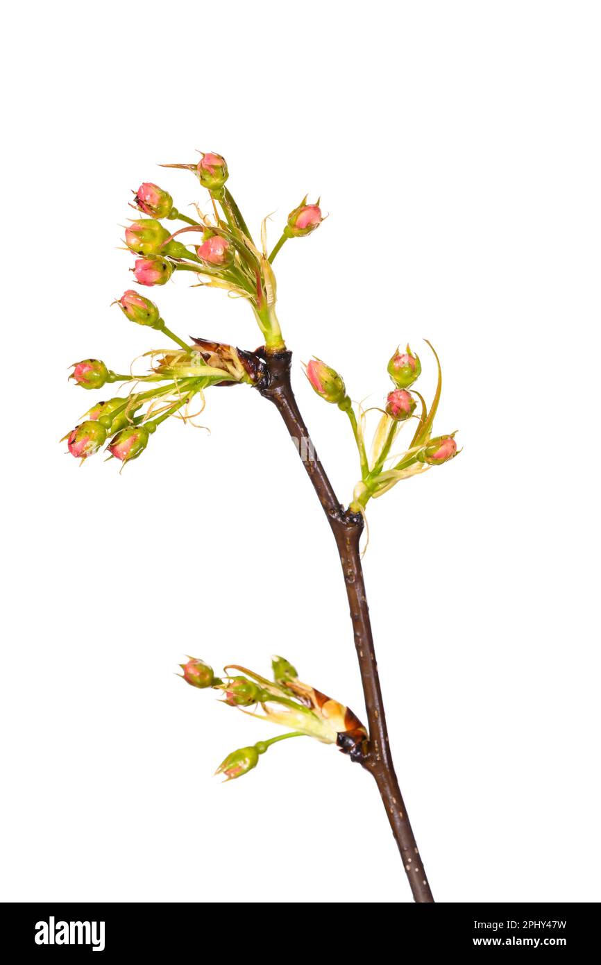 Shinseiki Asian pear, Asian pear, Nashi Pear (Pyrus pyrifolia ...