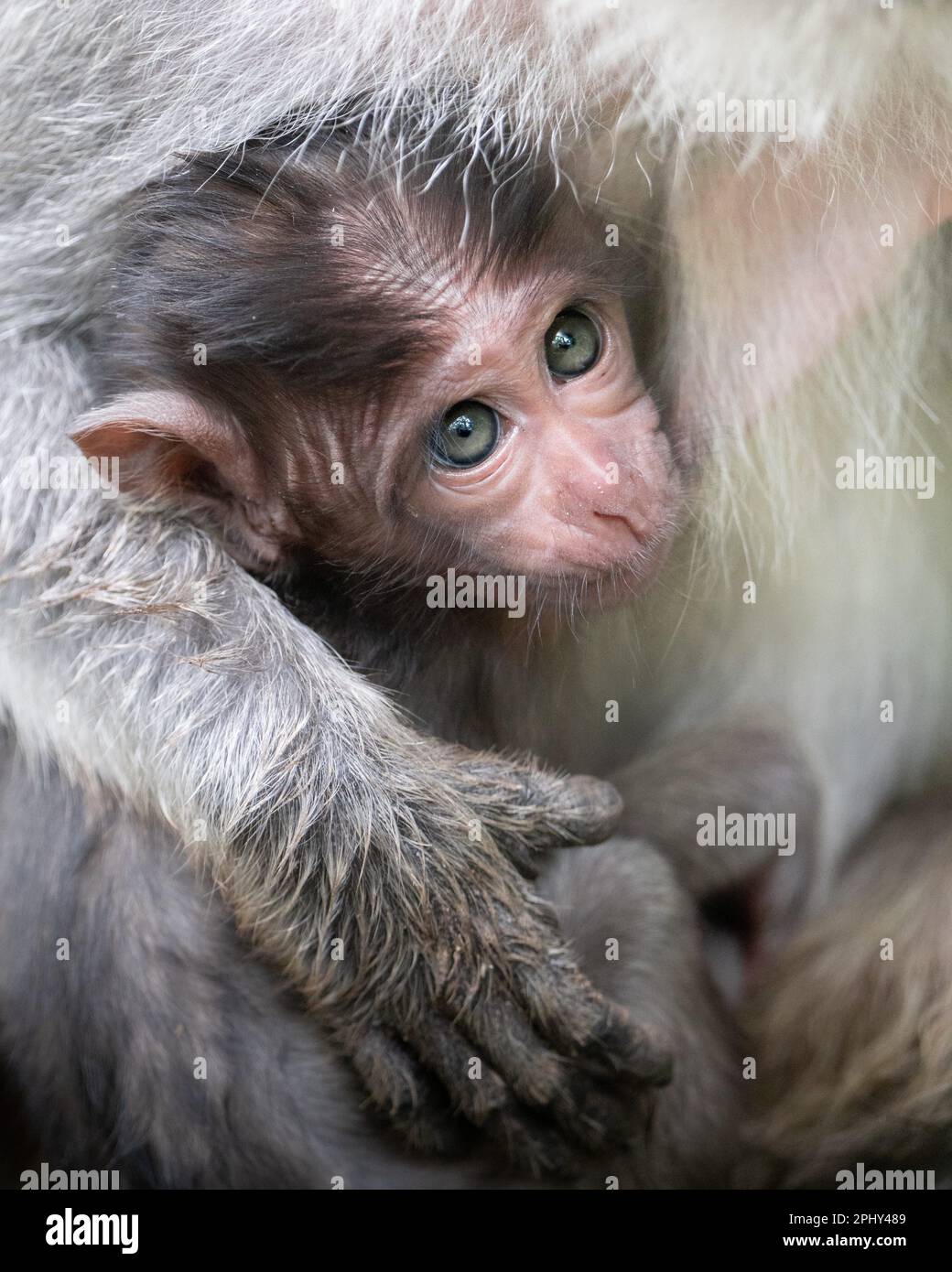 ADORABLE images of the cutest big eyed baby macaque cuddling to his mum ...