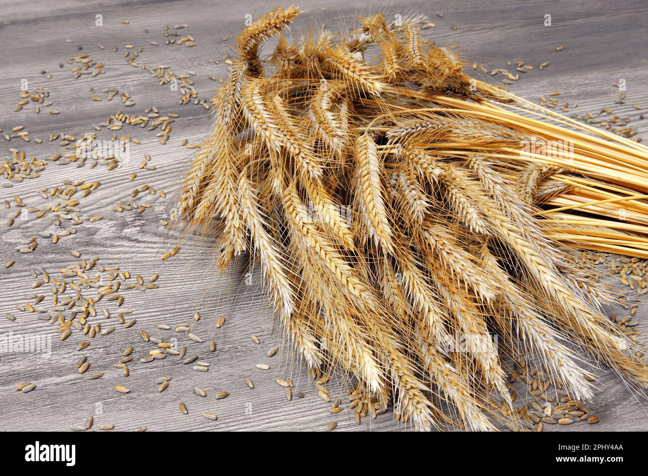 cultivated rye (Secale cereale), bundel of rye Stock Photo - Alamy