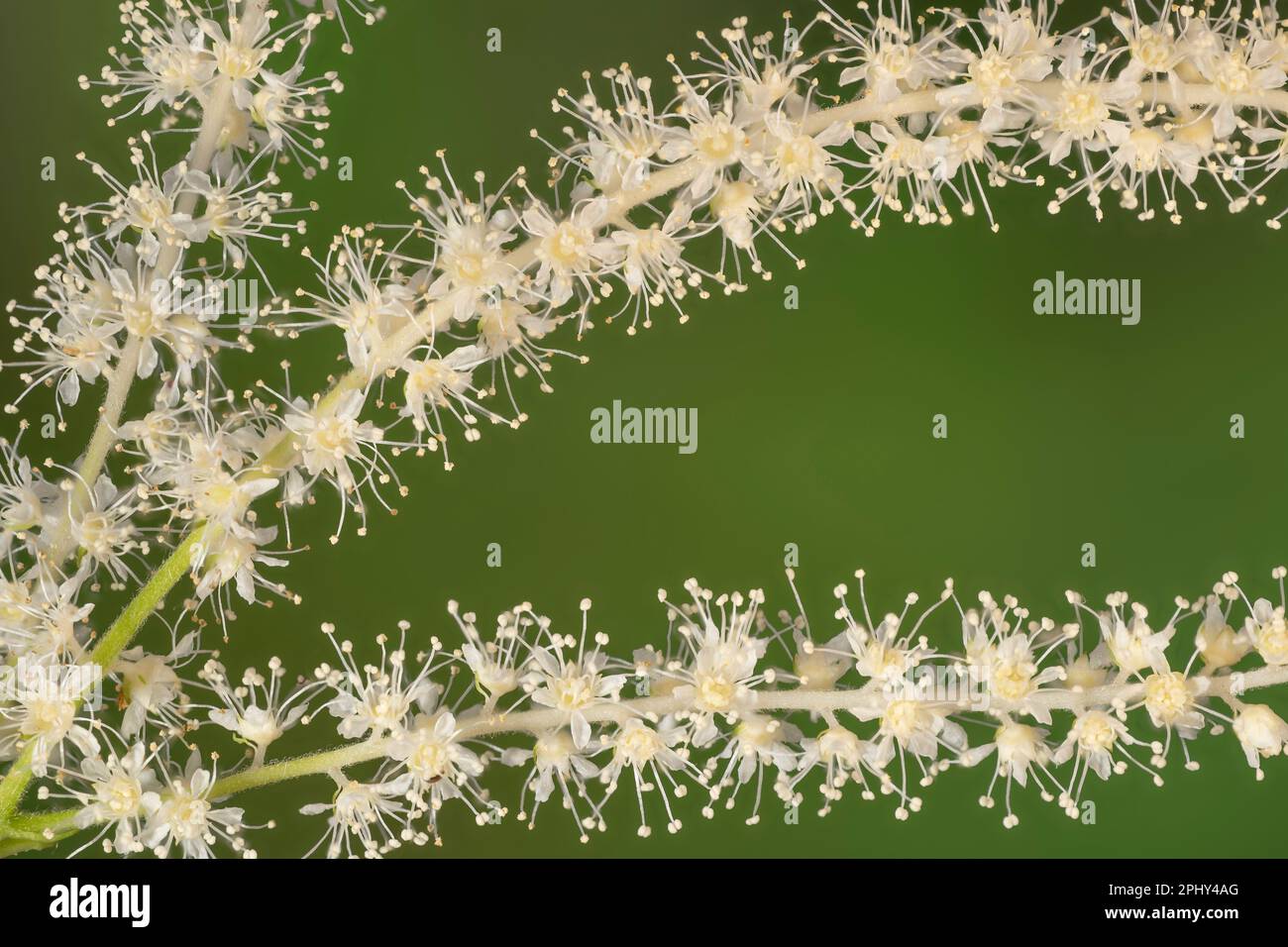 Goat's beard spiraea, Common goatsbeard (Aruncus dioicus), detail of ...