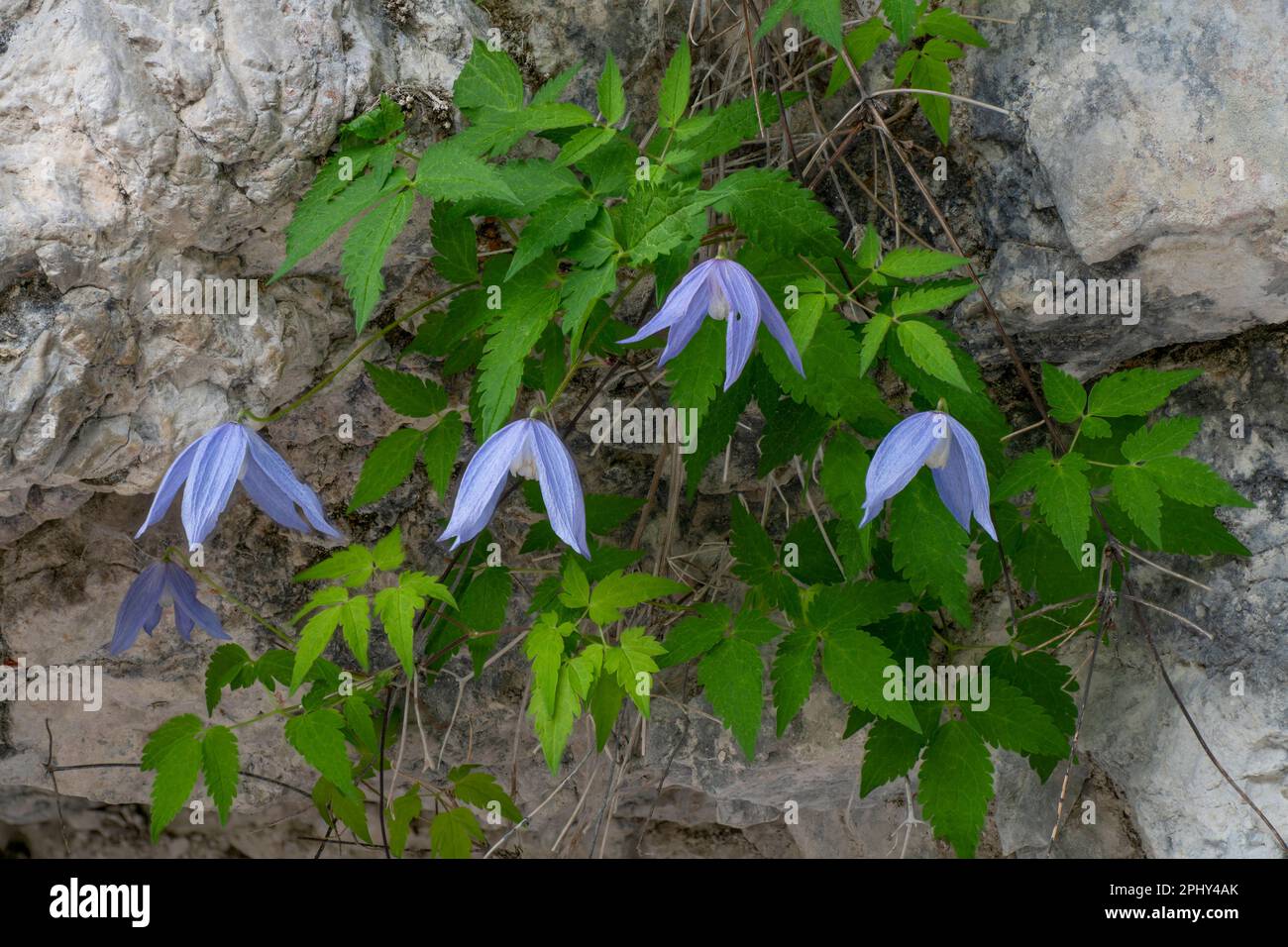 Alpine clematis (Clematis alpina), blooming, Italy, South Tyrol Stock ...