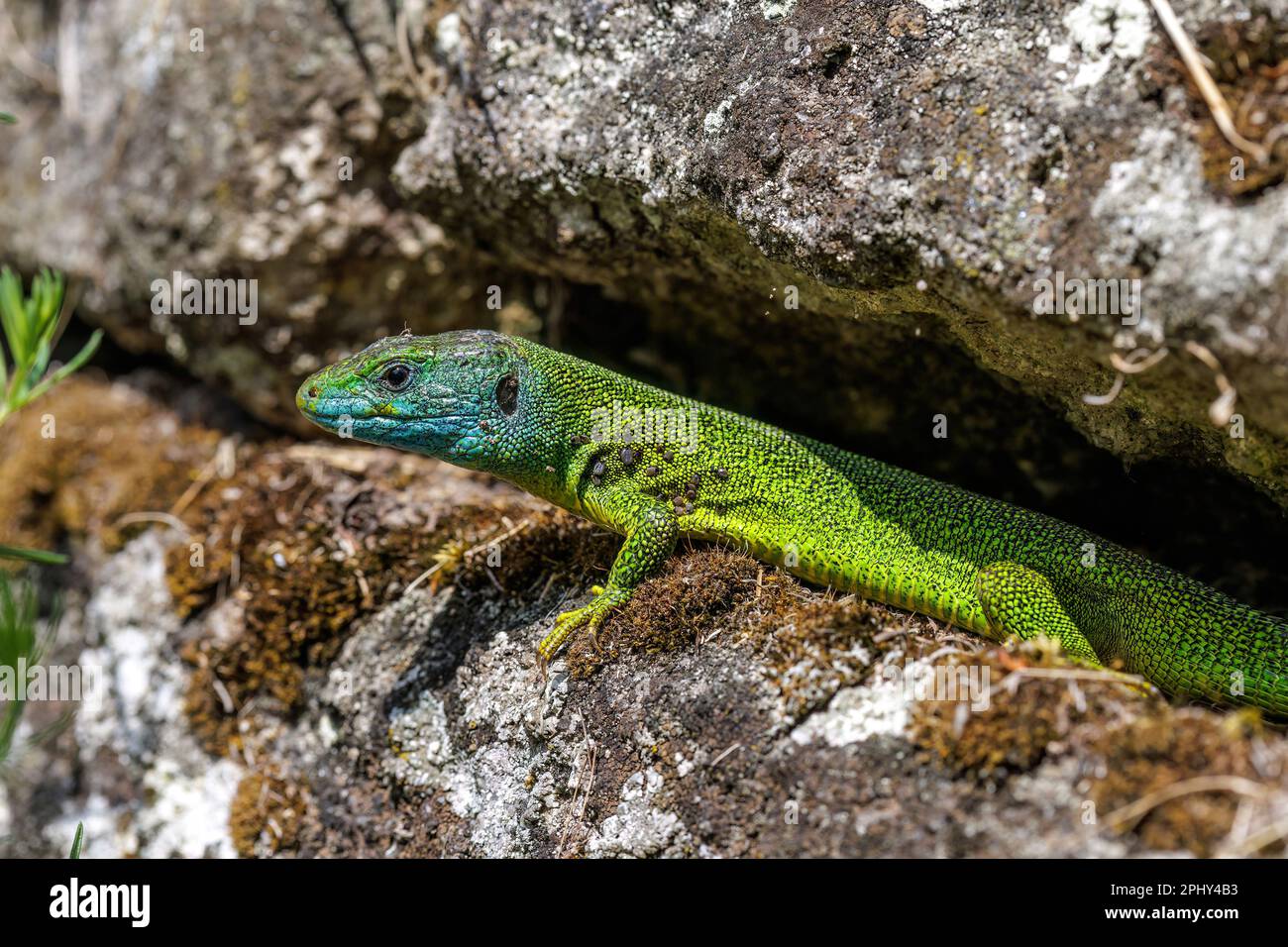 Western Green Lizard, European Green Lizard (Lacerta bilineata, Lacerta ...