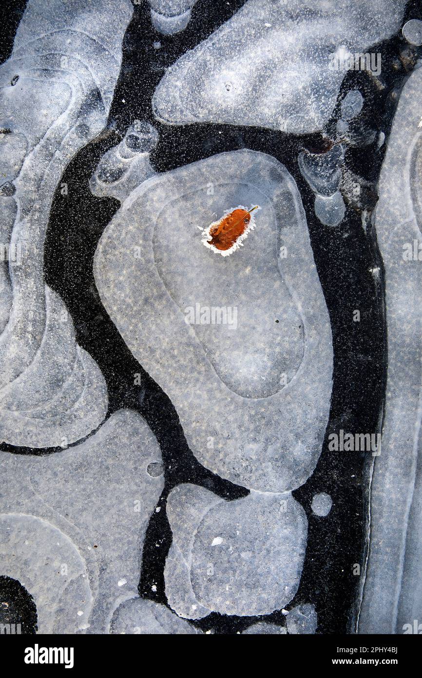Leaf with ice crystals on ice with air inclusions, Germany Stock Photo ...