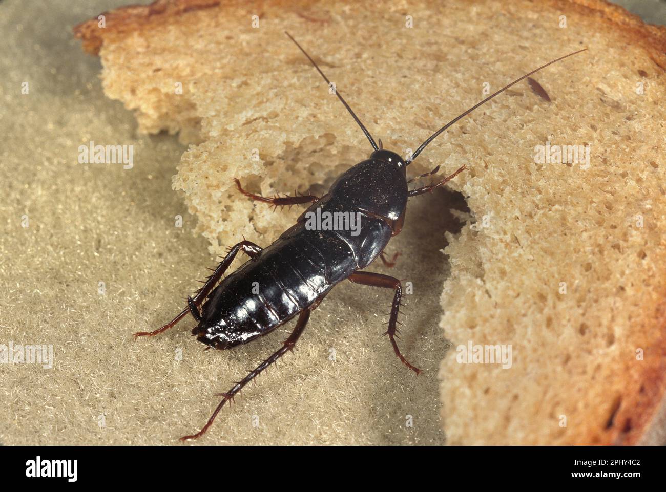 Oriental cockroach, common cockroach (Blatta orientalis), eating at a ...