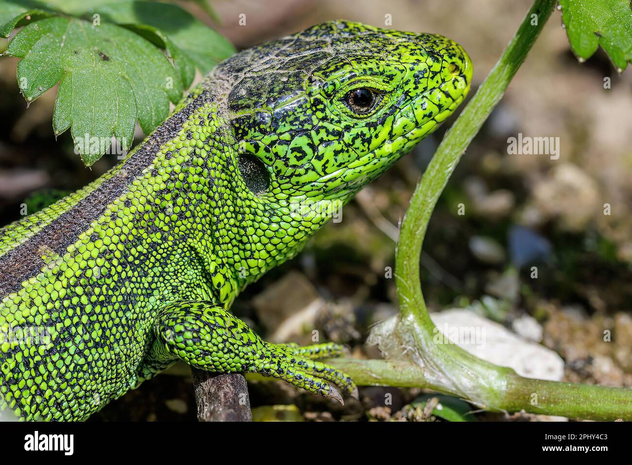 sand lizard (Lacerta agilis), male, side view, Germany, Baden ...