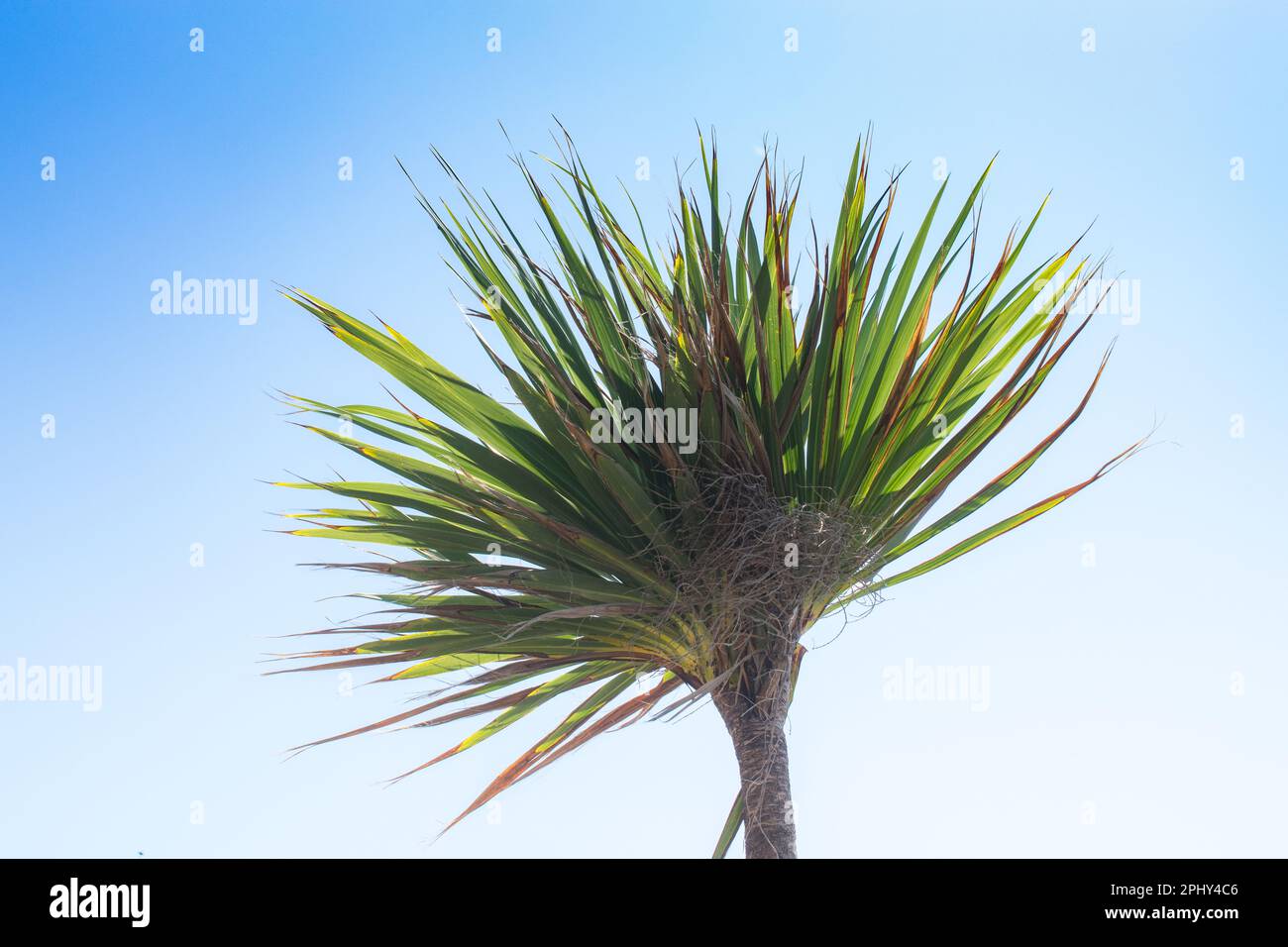 Brighton palm tree hi-res stock photography and images - Alamy