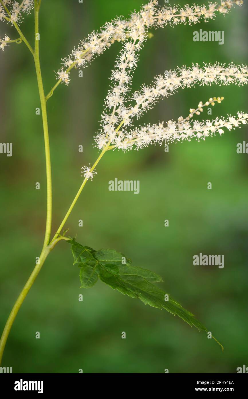 Goat's beard spiraea, Common goatsbeard (Aruncus dioicus), detail of ...