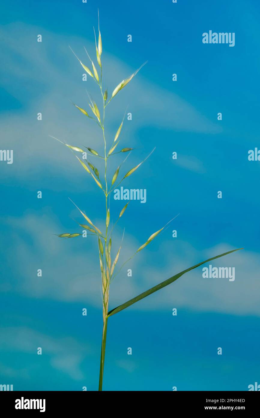 false oat-grass, tall oat-grass, tall oatgrass (Arrhenatherum elatius ...