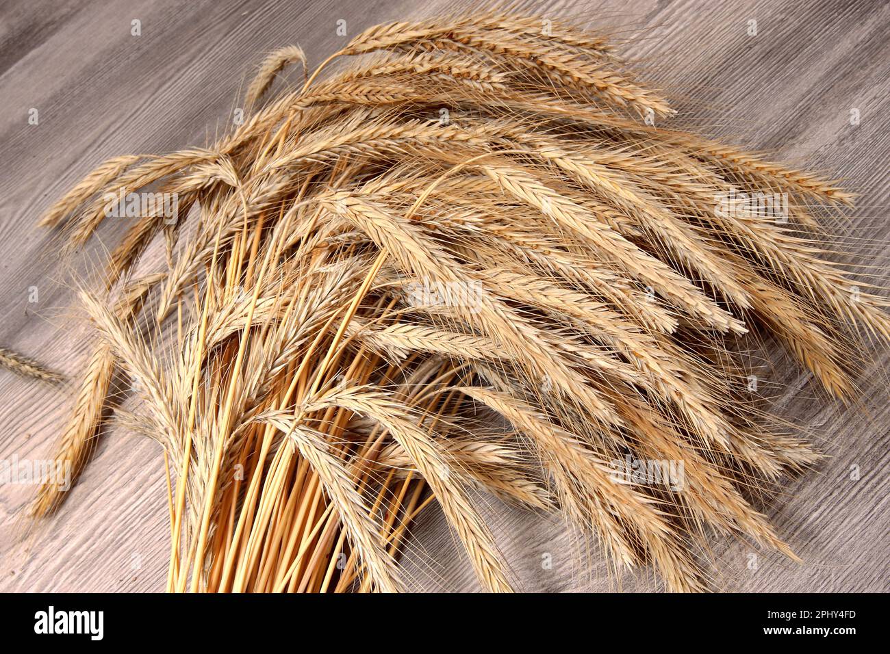 cultivated rye (Secale cereale), bundel of rye Stock Photo - Alamy