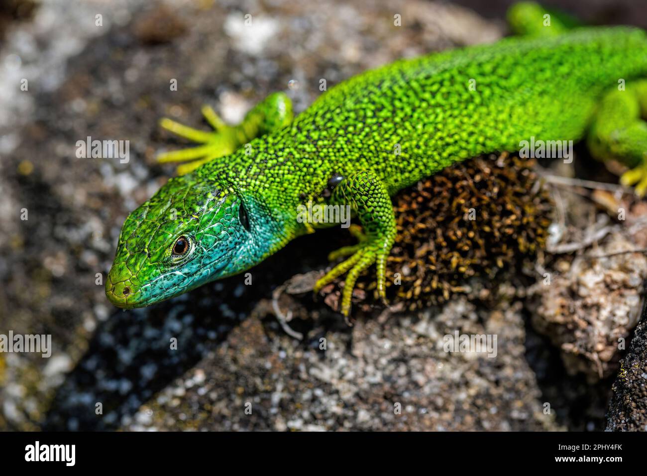 Western Green Lizard, European Green Lizard (Lacerta bilineata, Lacerta ...