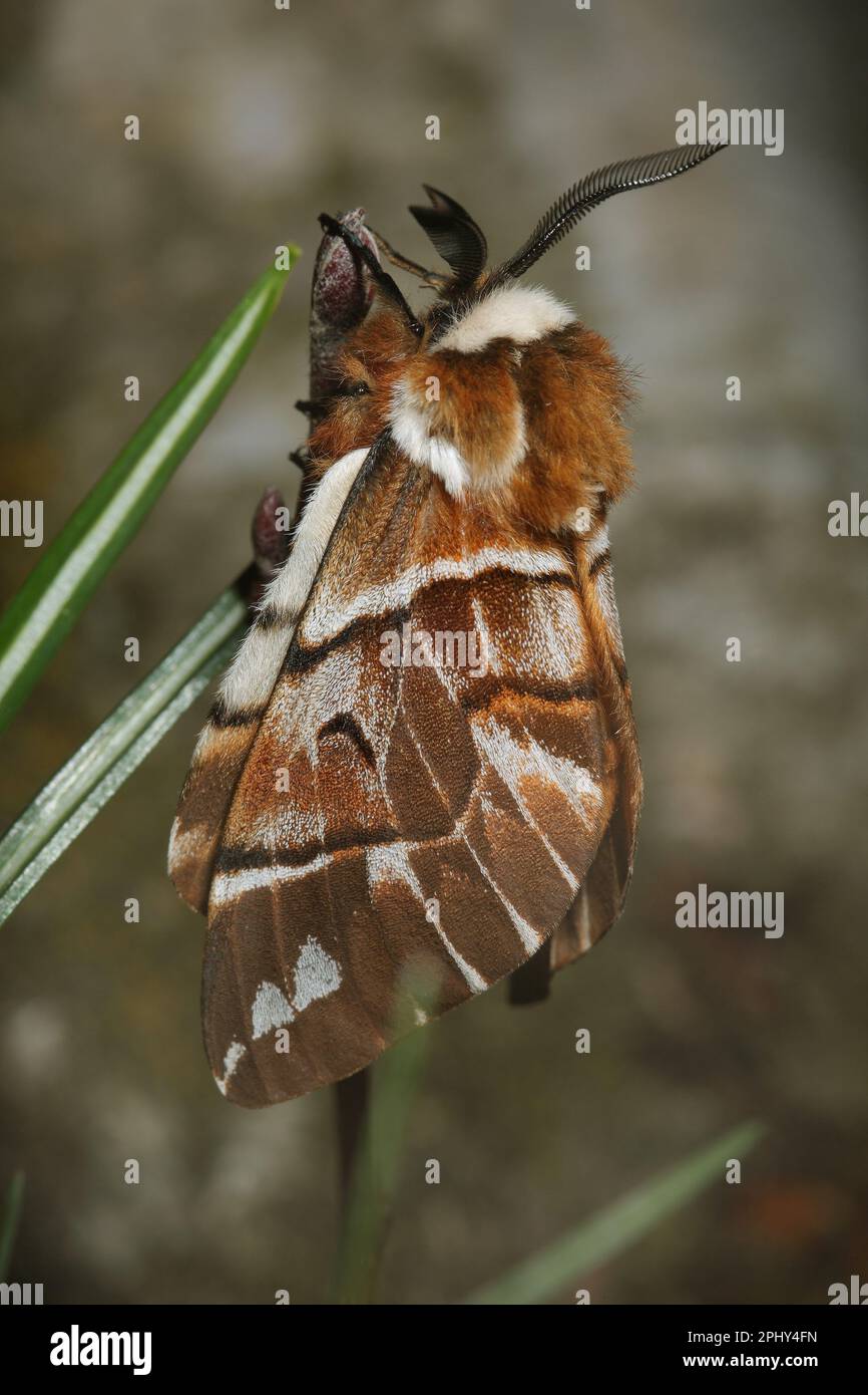 Kentish glory (Endromis versicolora), sitting at a blade of grass, side ...