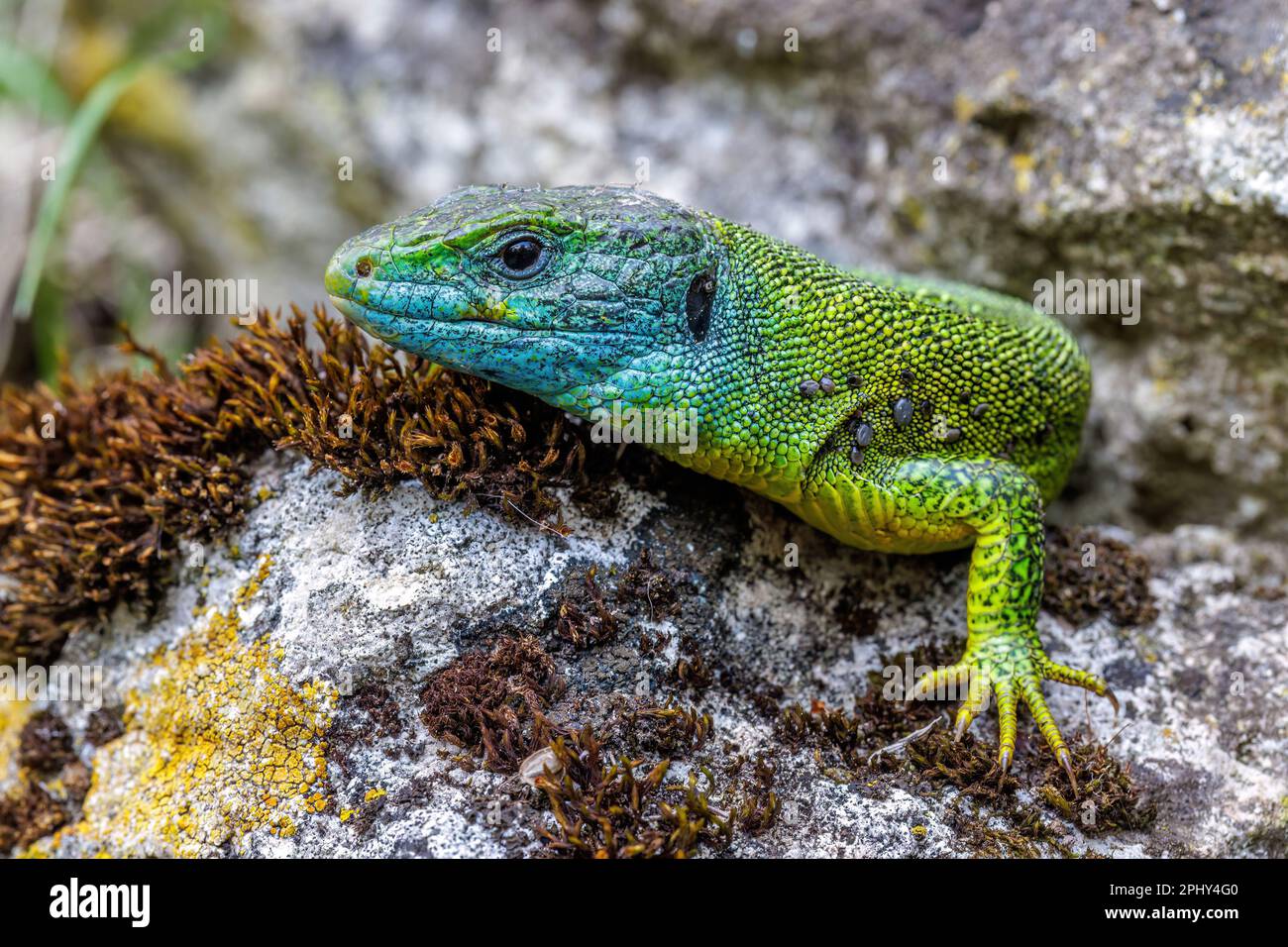 Western Green Lizard, European Green Lizard (Lacerta bilineata, Lacerta ...