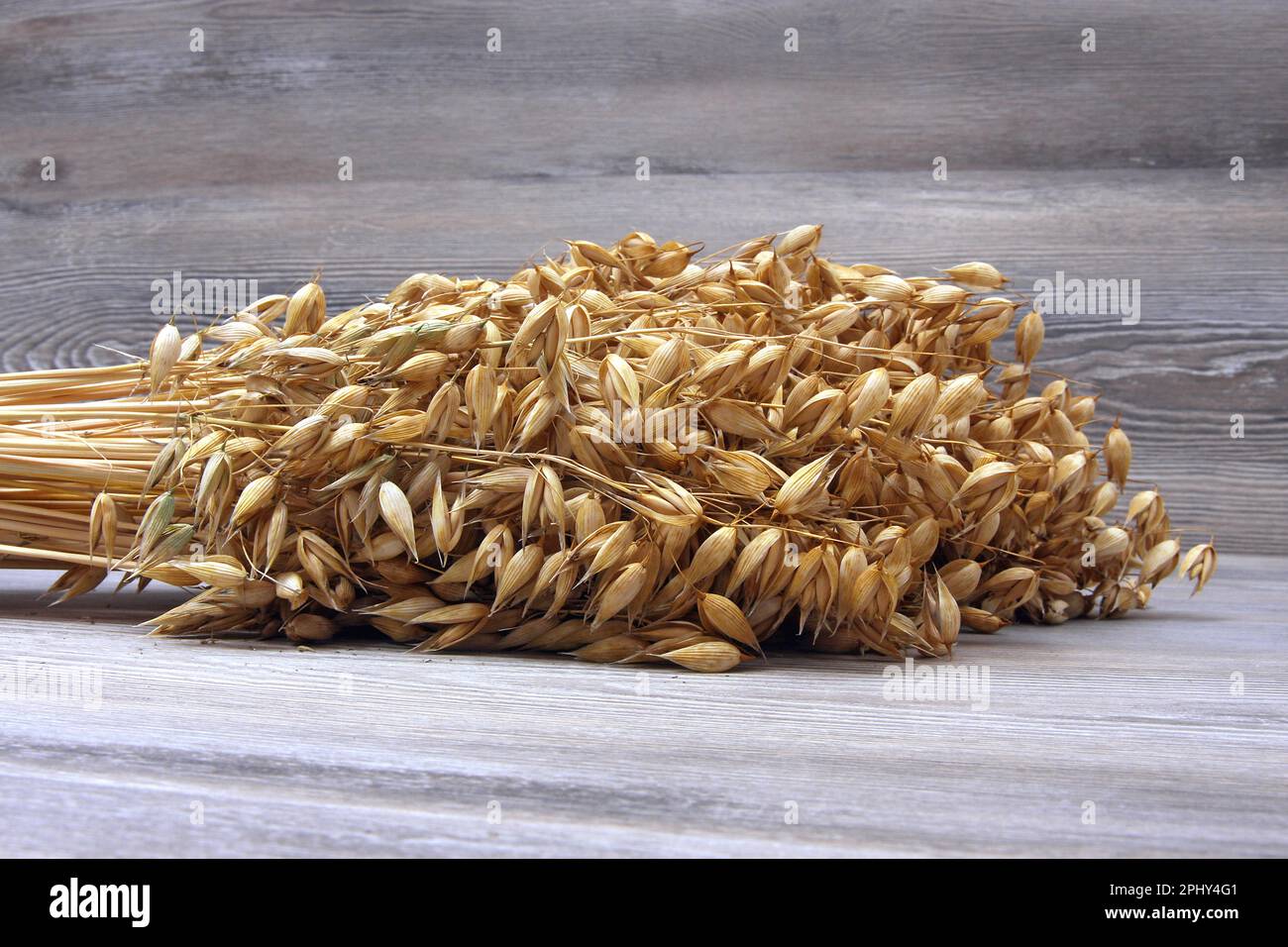 Cultivated oat, Common oat (Avena sativa), bundel of oat Stock Photo ...