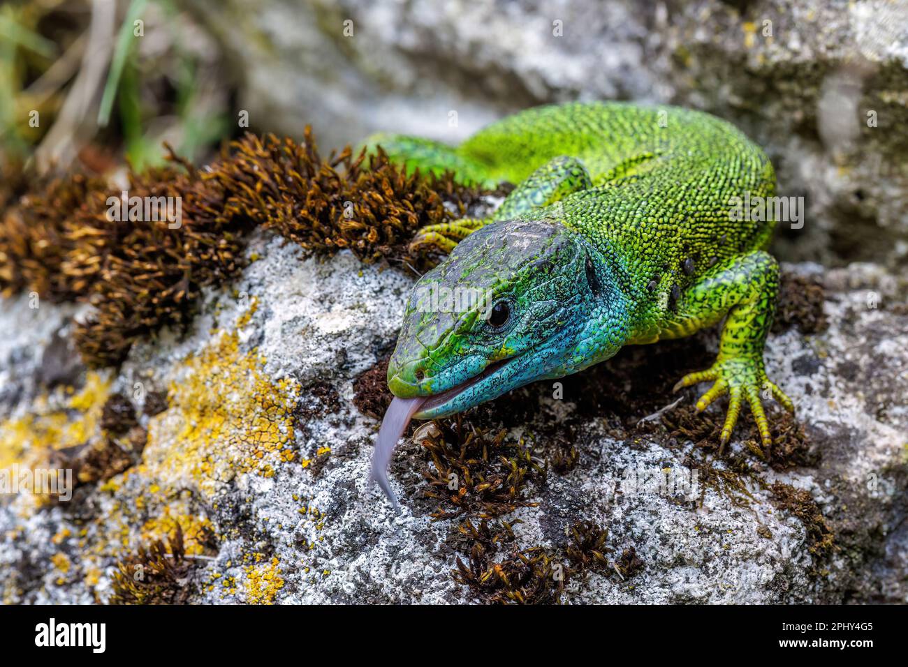 Western Green Lizard, European Green Lizard (Lacerta bilineata, Lacerta ...