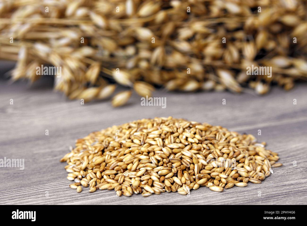 Cultivated oat, Common oat (Avena sativa), spikes and grains Stock ...
