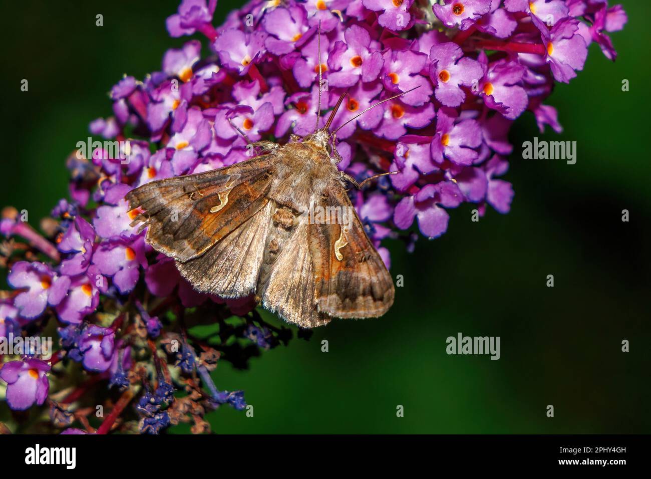 Silver Y (Autographa gamma), at Buddleja, Germany, Baden-Wuerttemberg ...