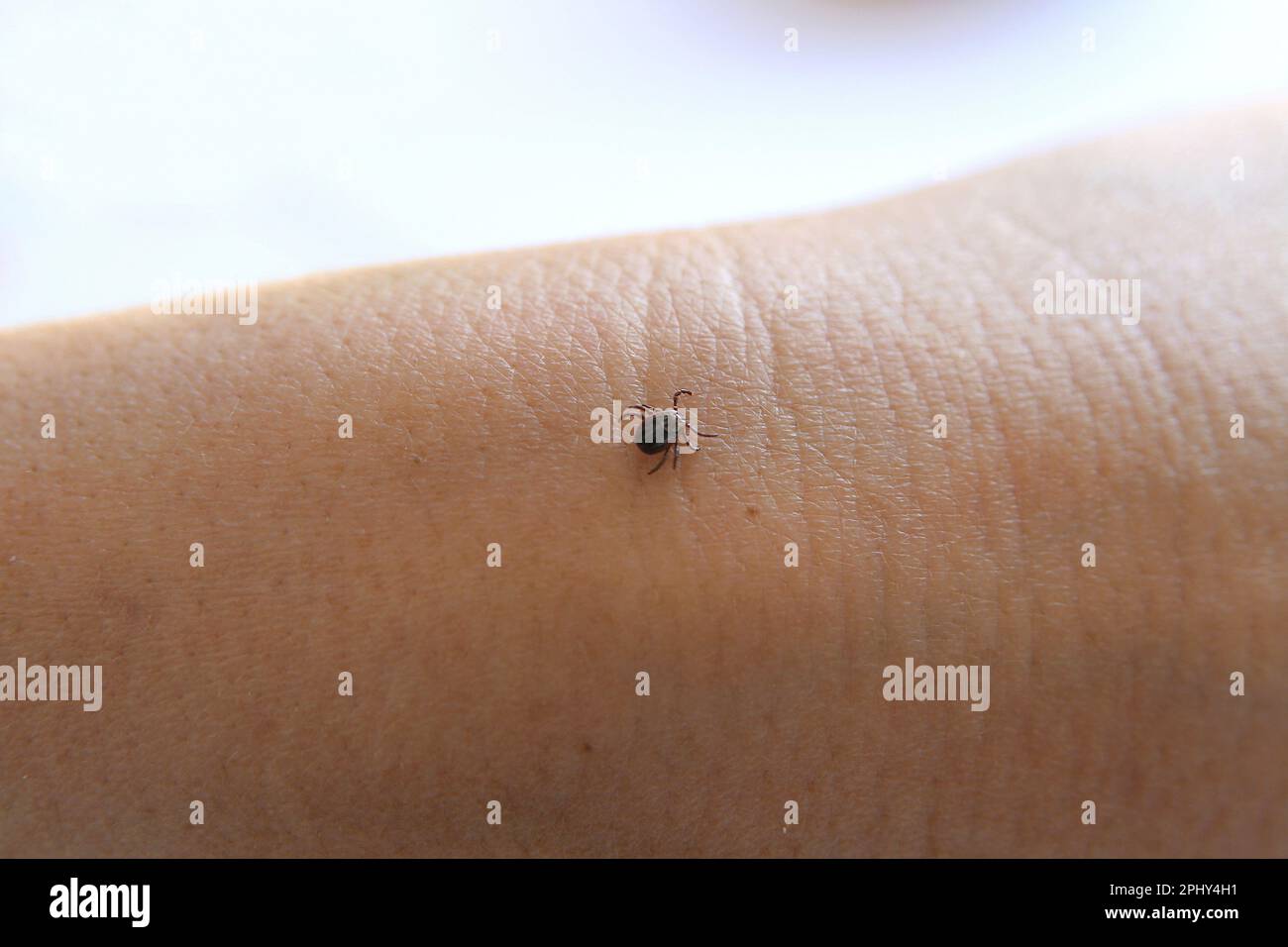 European castor bean tick, European sheep tick (Ixodes ricinus), on an ...