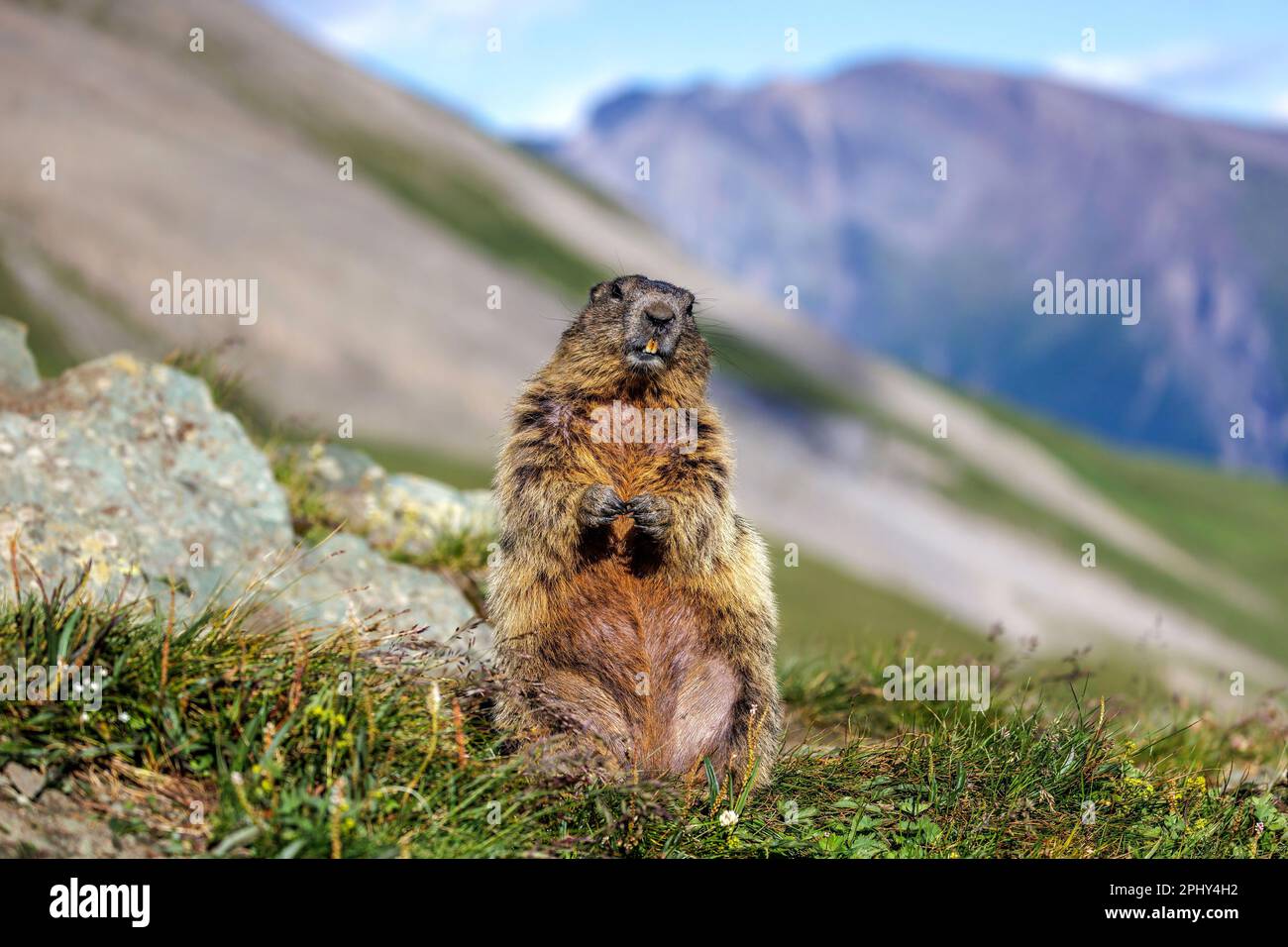 alpine marmot (Marmota marmota), sitting erect, Austria, Carinthia ...