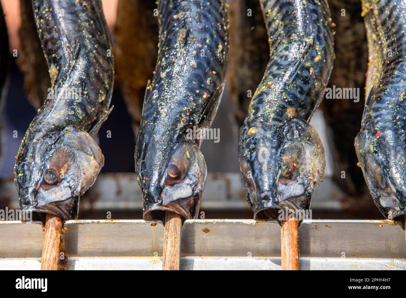 Atlantic mackerel, common mackerel (Scomber scombrus), mackerels ...
