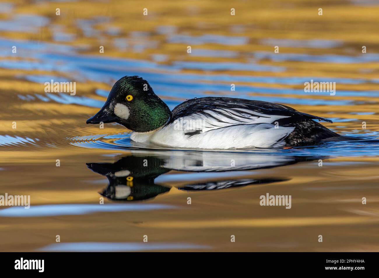 common goldeneye, goldeneye duckling (Bucephala clangula), swimming ...