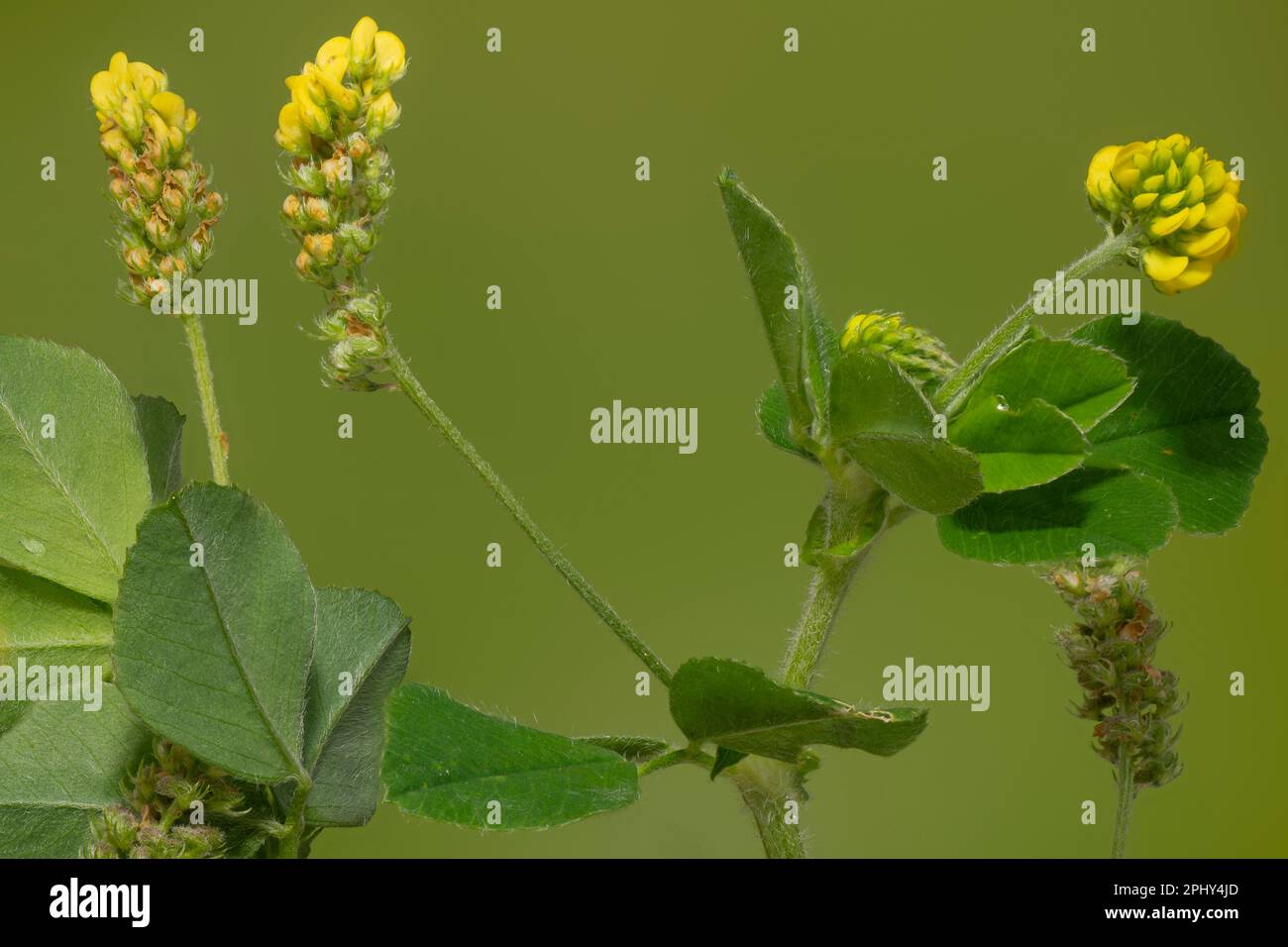 Black medick, Black trefoil, Hop clover, Yellow trefoil (Medicago ...