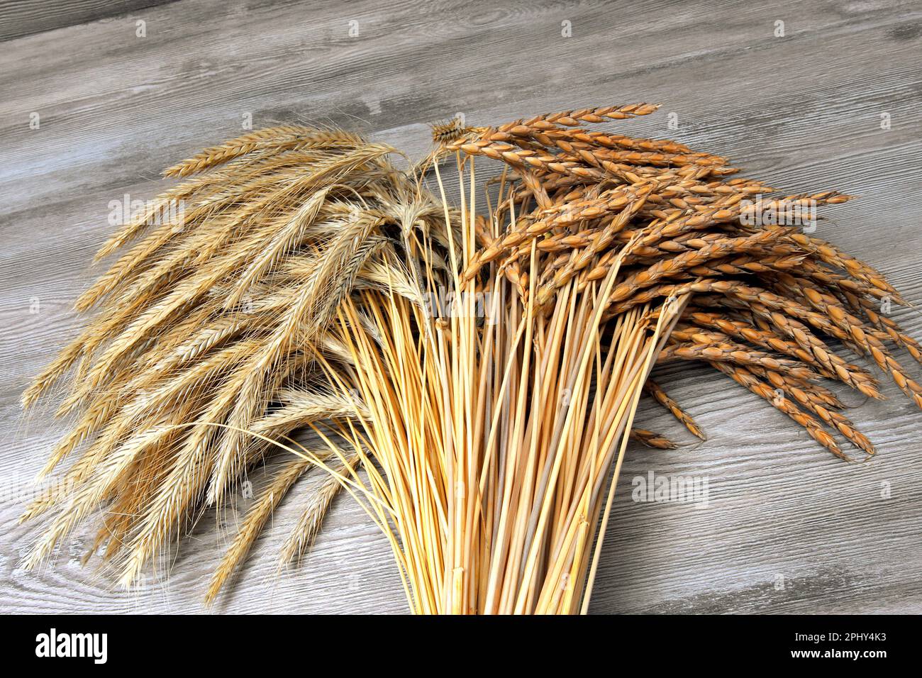 cultivated rye (Secale cereale), bundel of rye Stock Photo - Alamy