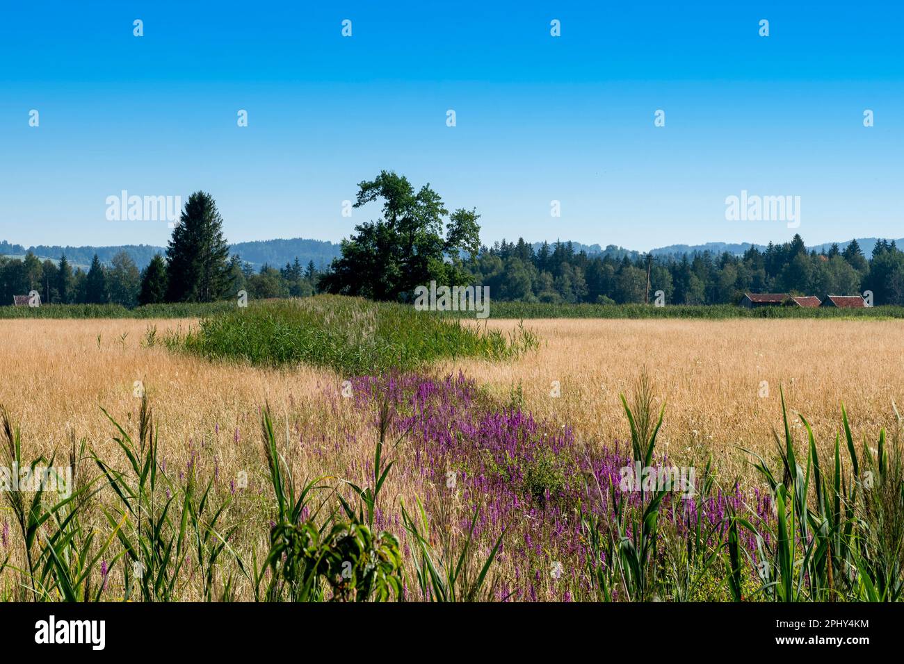 field and meadow landscape in summer, Germany, Bavaria, Murnauer Moos ...