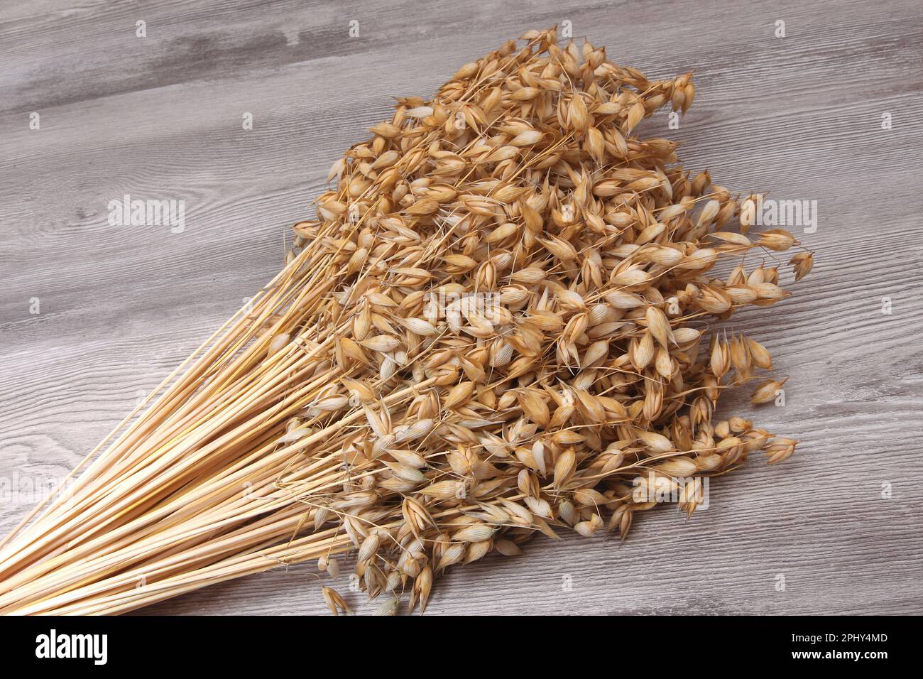 Cultivated oat, Common oat (Avena sativa), bundel of oat Stock Photo ...