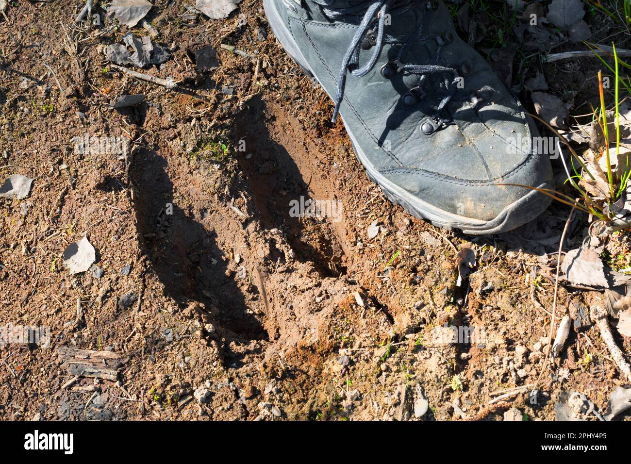 elk, European moose (Alces alces alces), footprint in mud, Scandinavia ...