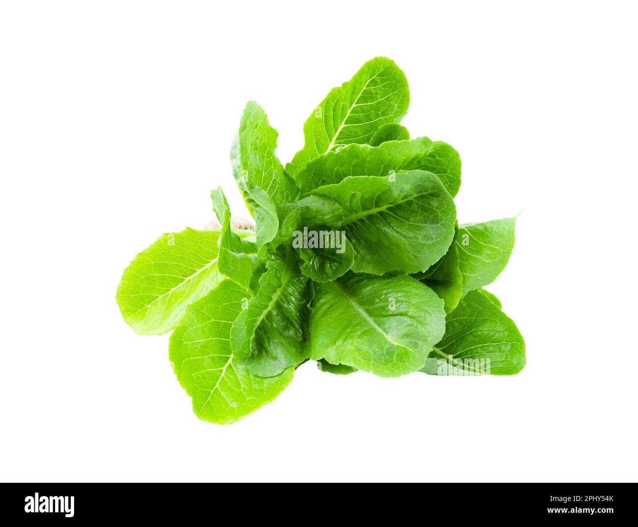 Fresh baby cos (lettuce) with roots on white background Stock Photo - Alamy