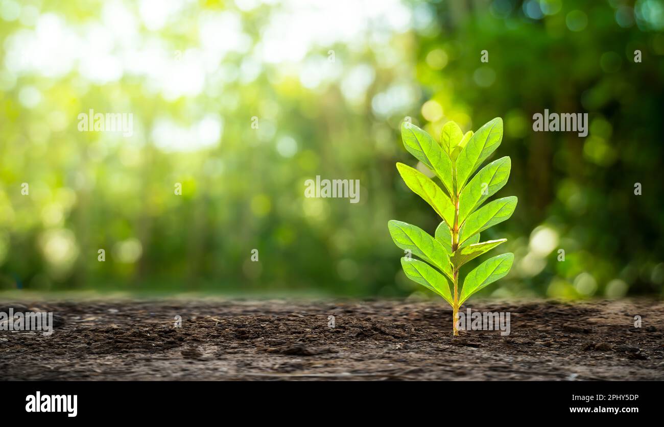 Planting seedlings young plant in the morning light on nature ...