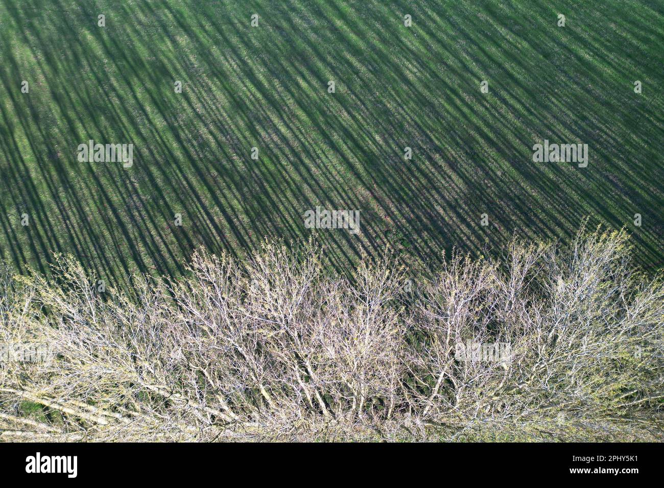Tall polar trees and shadows Picture by Antony Thompson - Thousand Word ...
