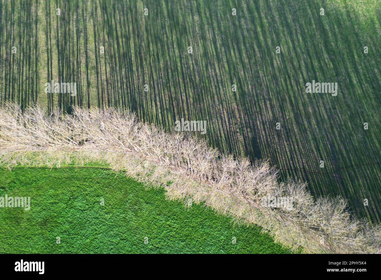 Tall polar trees and shadows Picture by Antony Thompson - Thousand Word ...