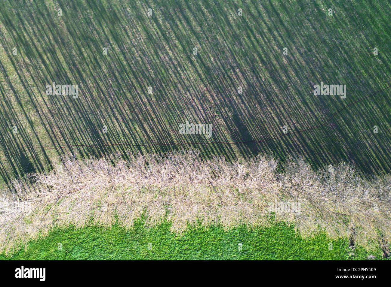 Tall polar trees and shadows Picture by Antony Thompson - Thousand Word ...