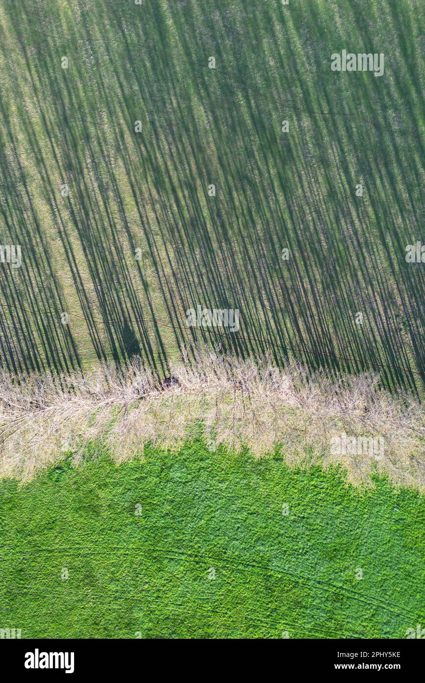 Tall polar trees and shadows Picture by Antony Thompson - Thousand Word ...