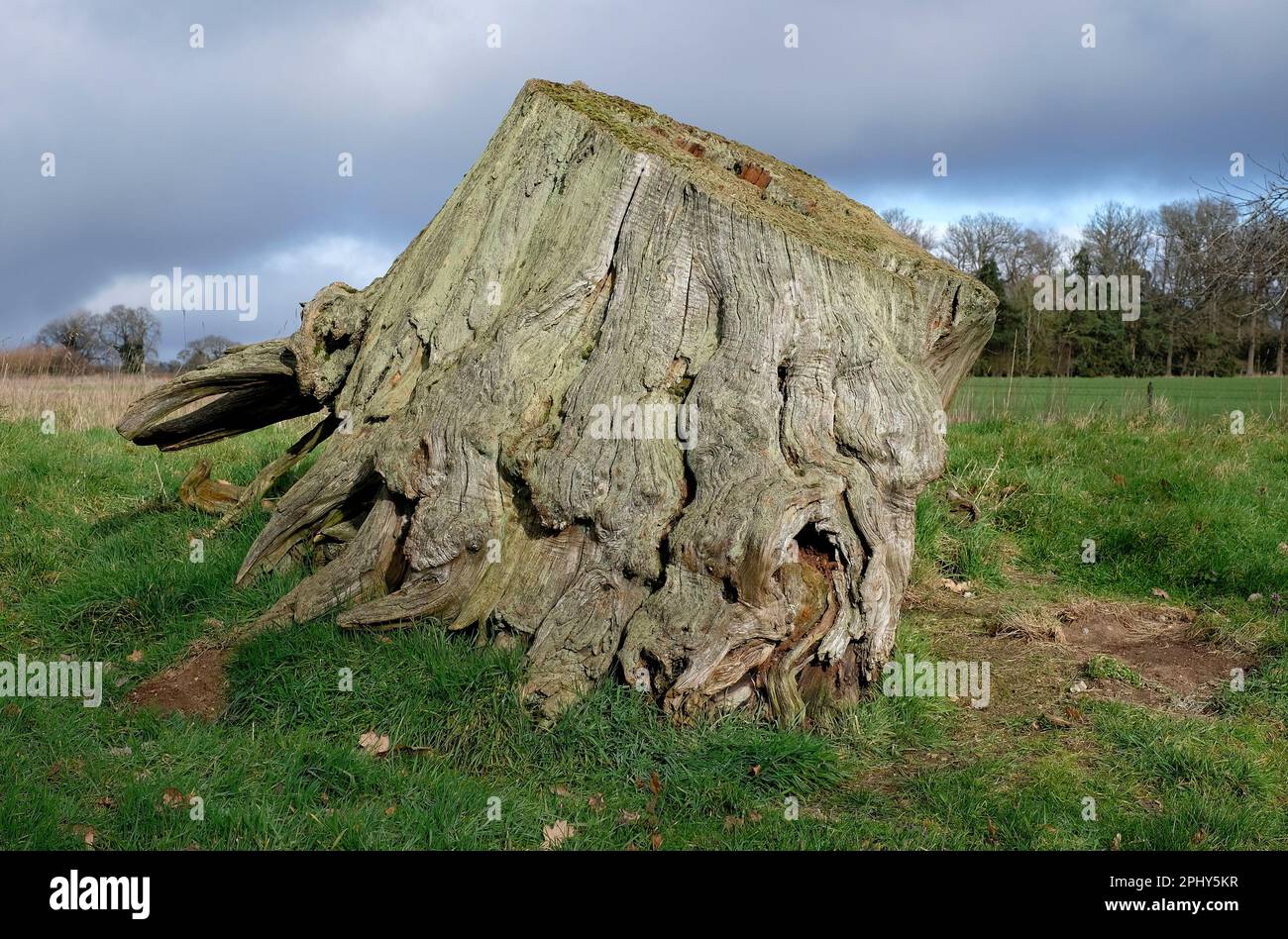 Gnarled tree hi-res stock photography and images - Alamy
