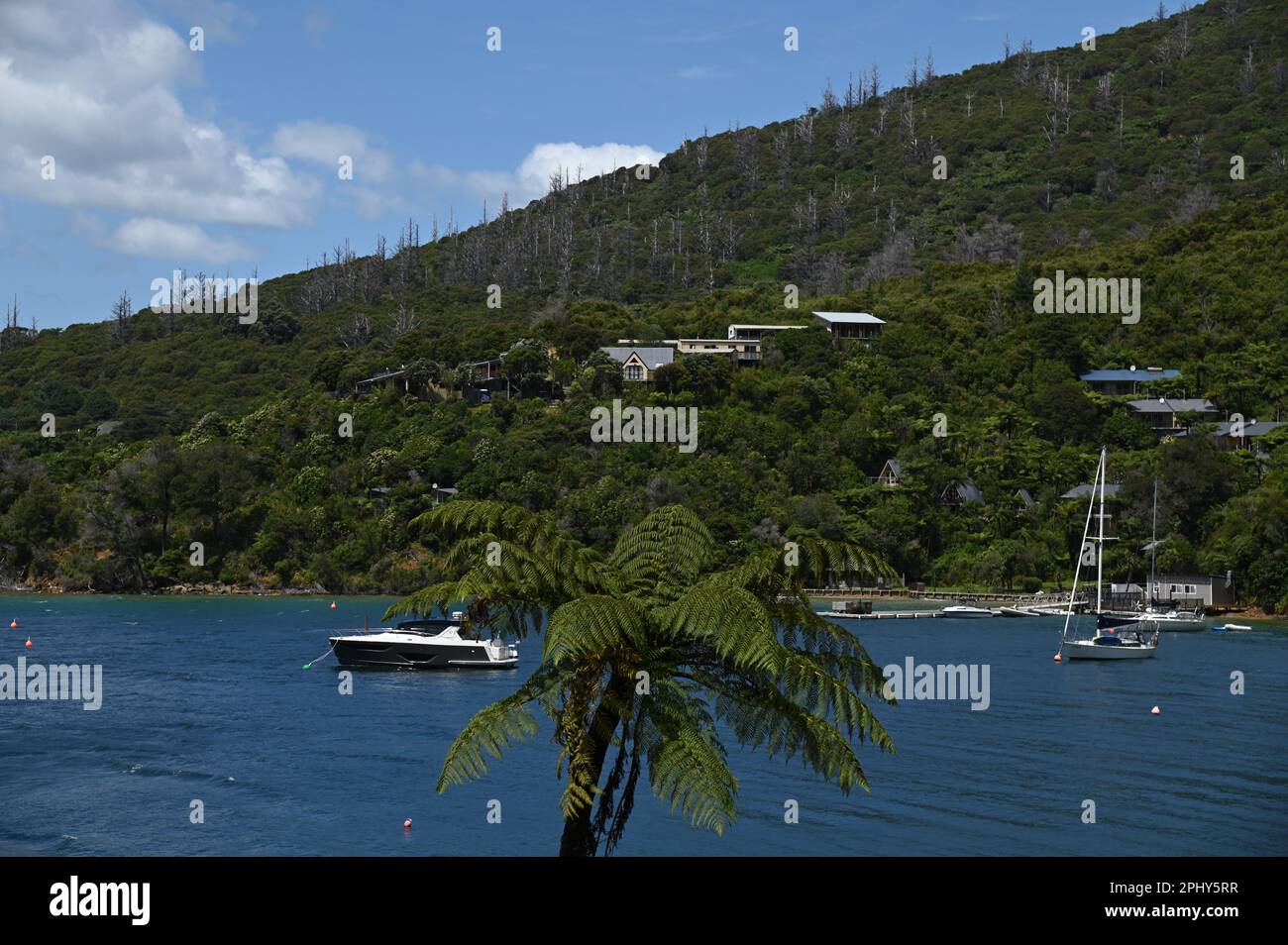 View of Punga Cove, Endeavour Inlet, from The Queen Charlotte Track ...