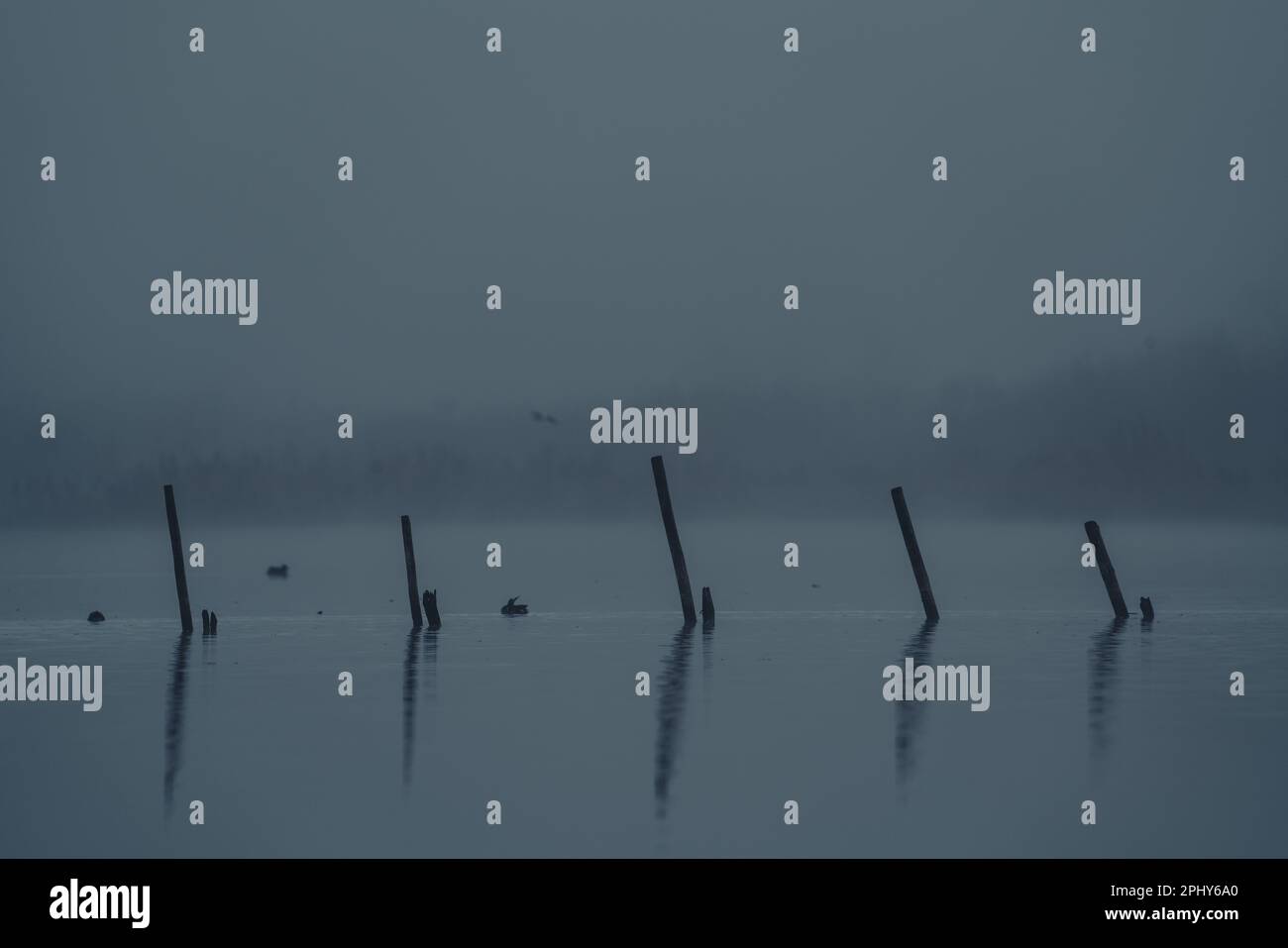 A gloomy view of wooden poles standing in a tranquil lake creating a ...
