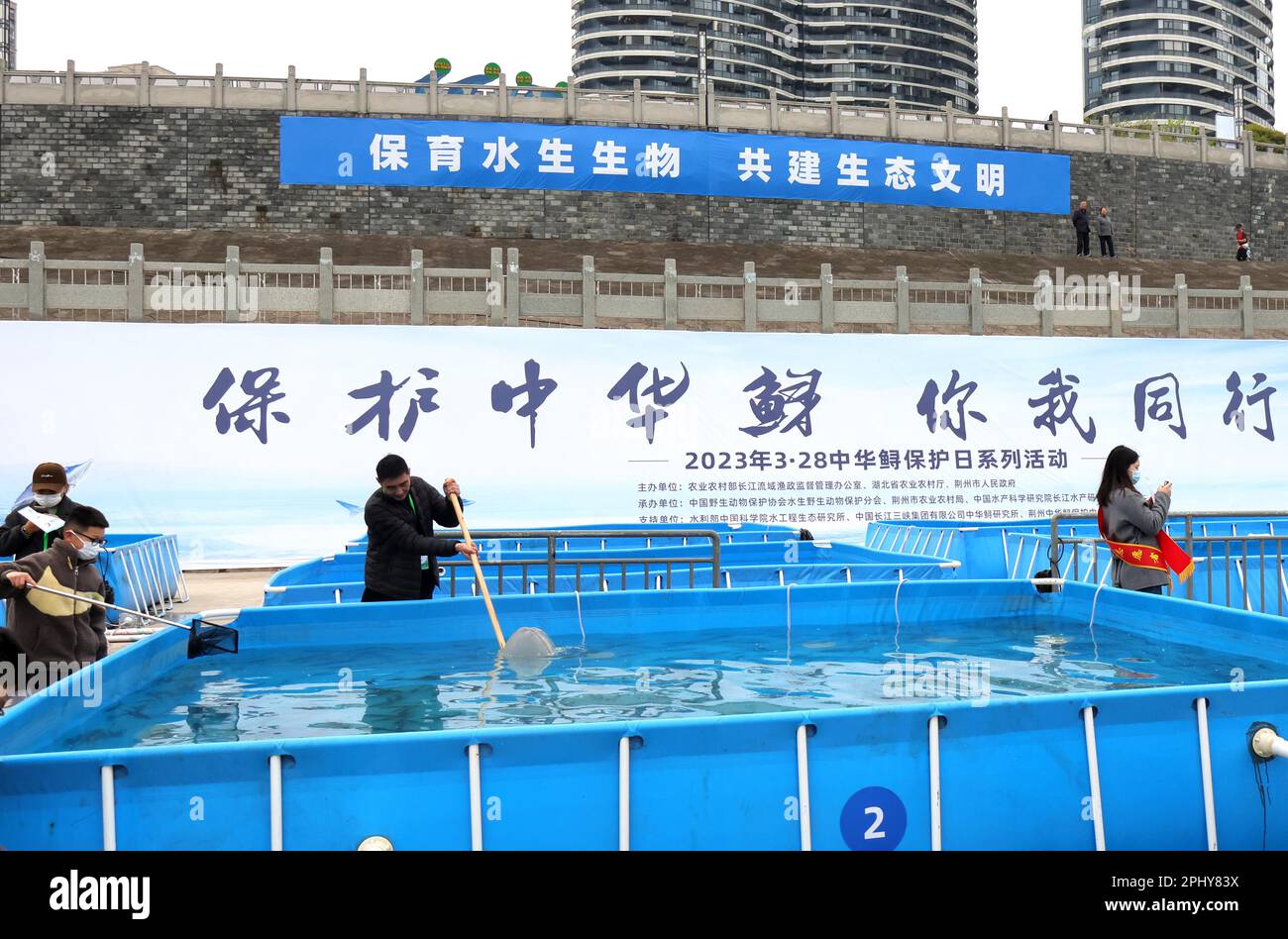 The third batch of 50,000 Chinese sturgeon is released into the Yangtze ...